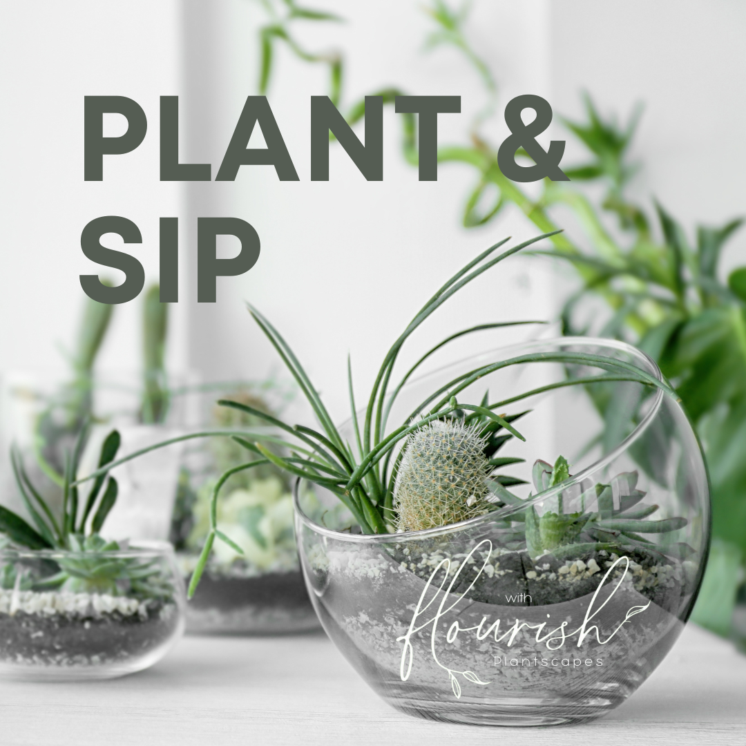 Plant & Sip : Terrarium Edition | The Allies Pub